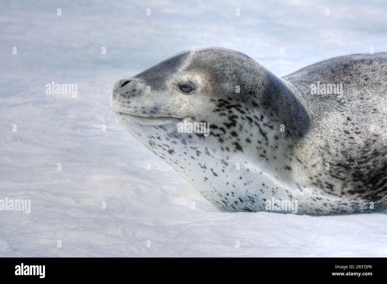 Leopard seal resting on an iceberg in Antarctica Stock Photo - Alamy