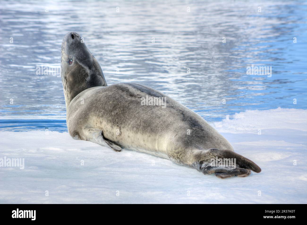 Leopard seal observation hi-res stock photography and images - Alamy