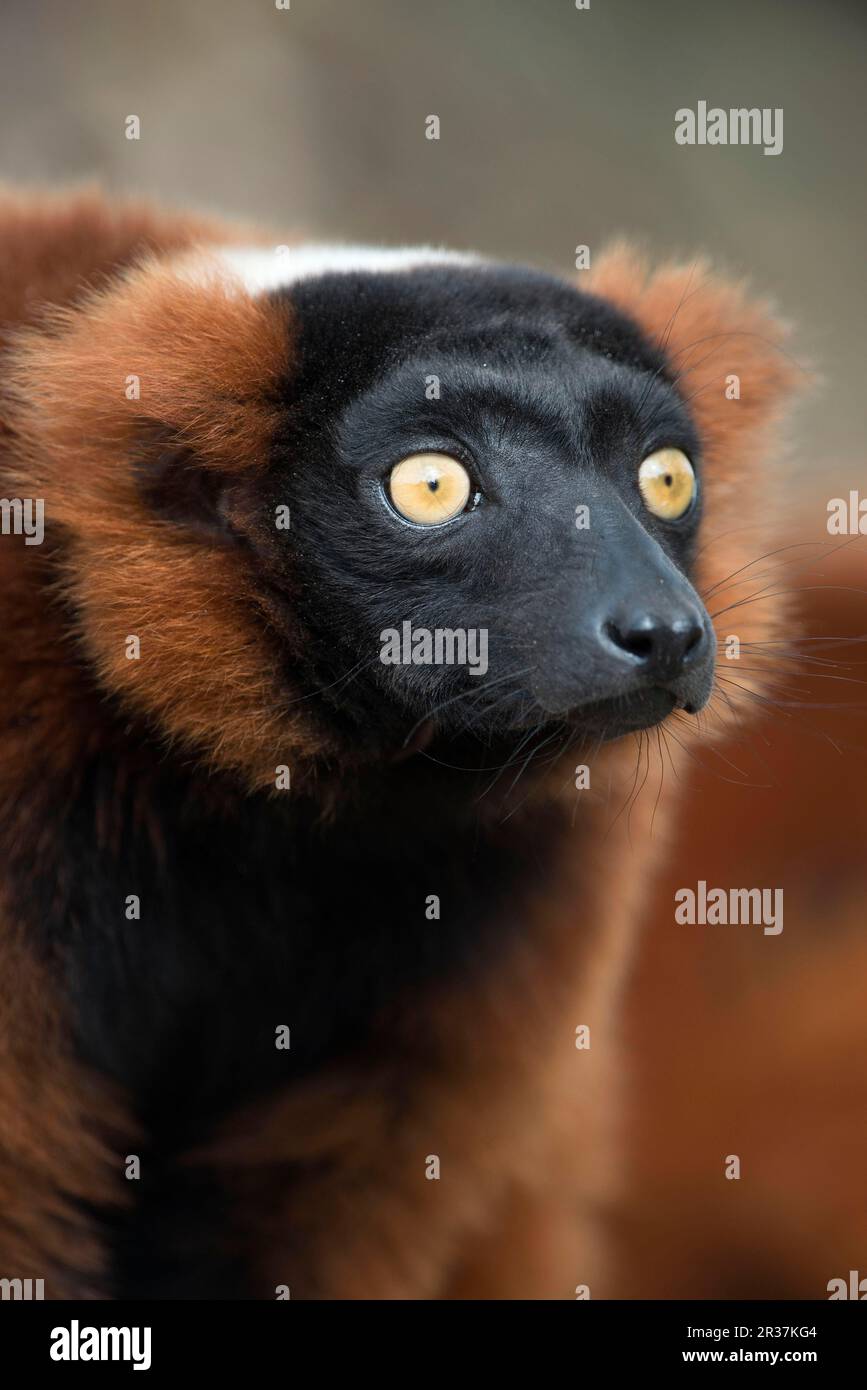 Red ruffed lemur (Varecia variegata rubra Stock Photo - Alamy