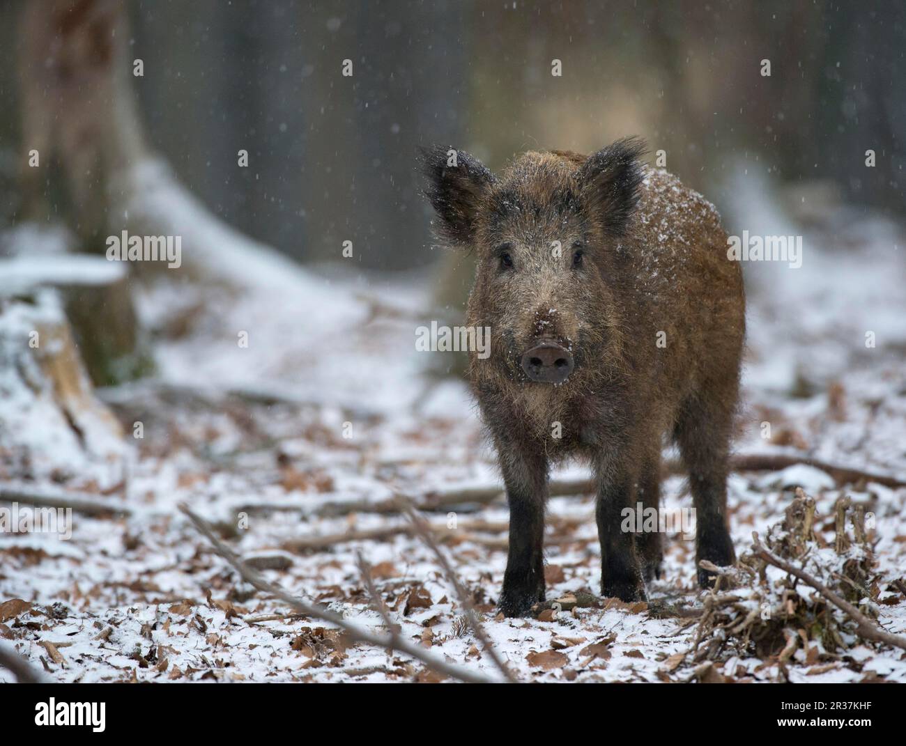 Adult female boar hi-res stock photography and images - Alamy