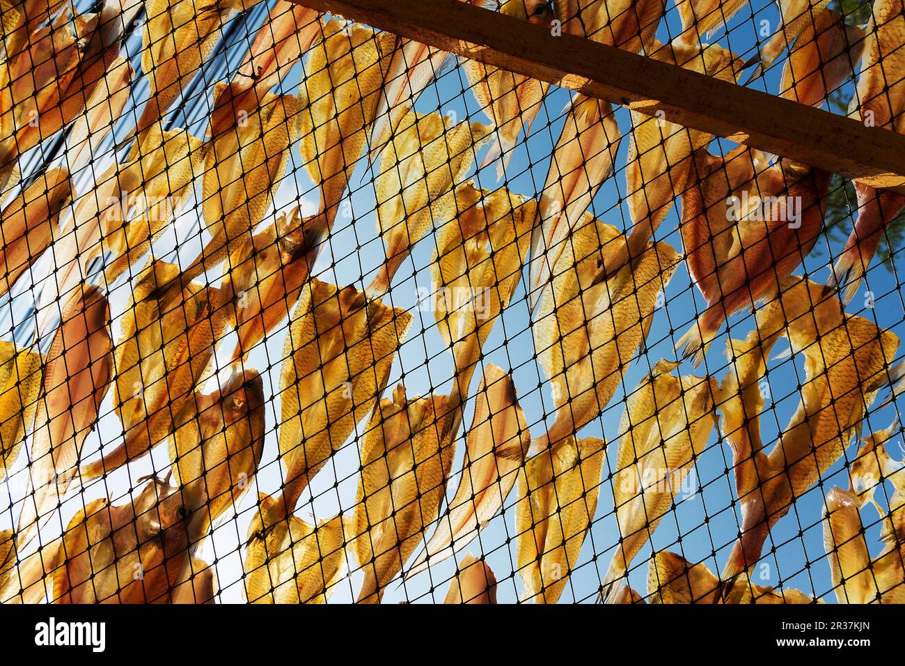 Fish being preserved salt hi-res stock photography and images - Alamy