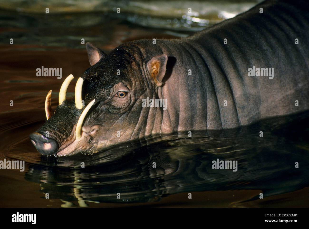 Moluccan babirusa (Babyrousa babyrussa), Pigs, Ungulates, Mammals ...