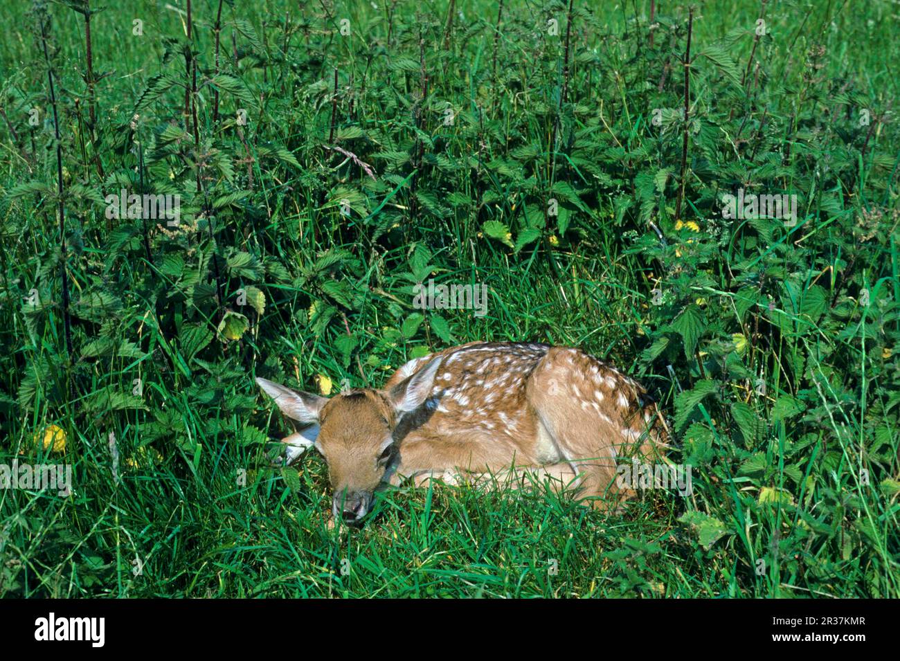Fallow Deer (Dama dama) fawn, laying in patch of stinging nettles ...