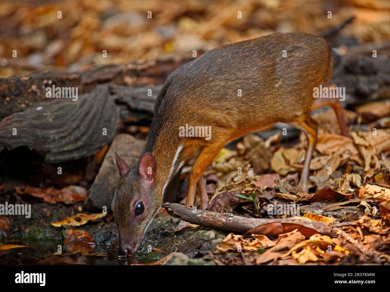 Chevrotains hi-res stock photography and images - Alamy