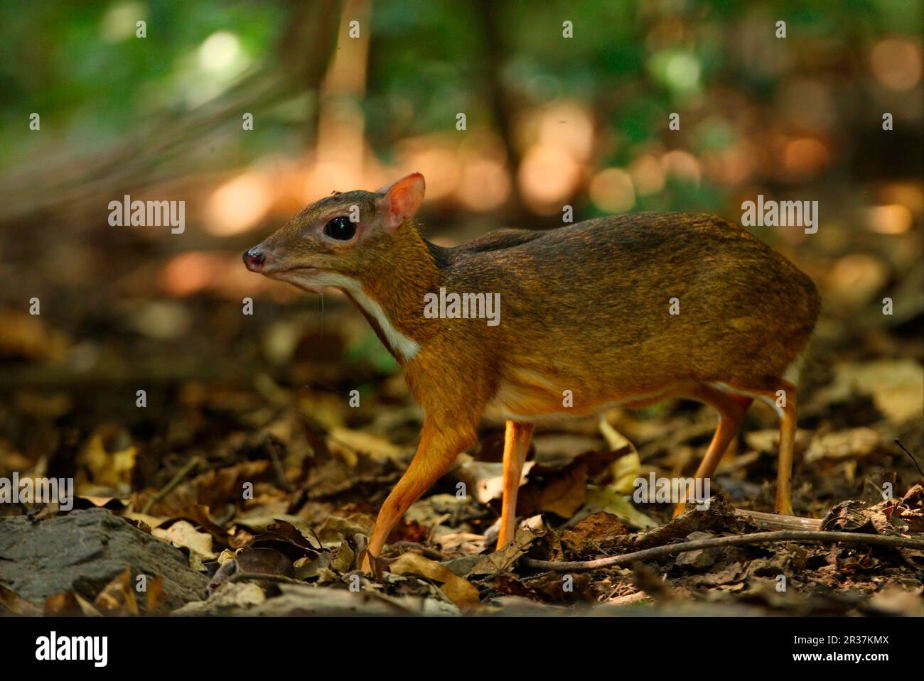 Lesser kanchil, Small kanchil, Small kanchil, Trughirsch, Trughirsch ...