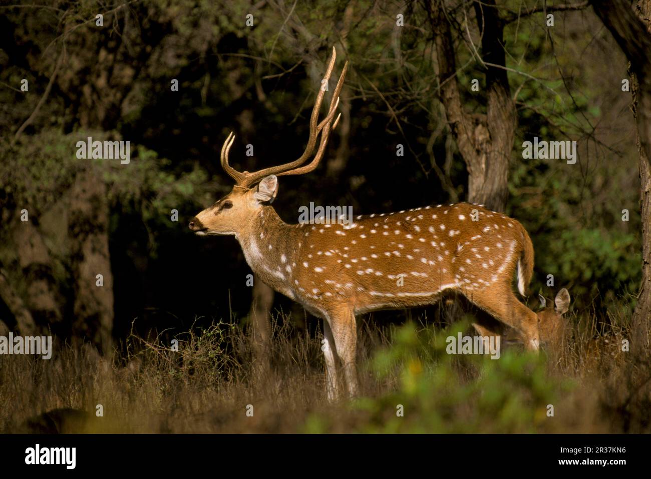 Cervus chitals (Axis axis), Chital, Deer, Huftiere, Paarhufer ...