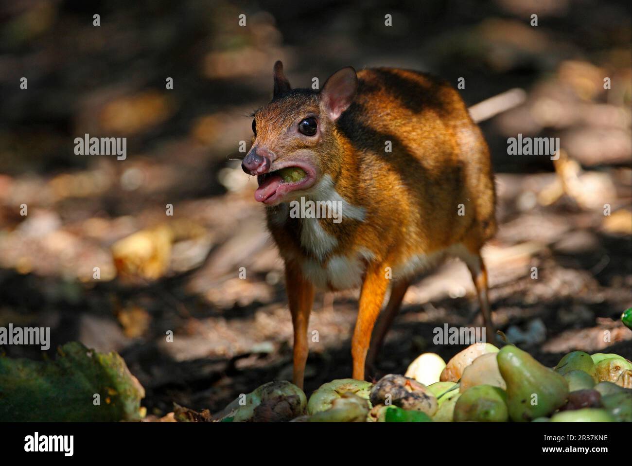 Chevrotain Pet