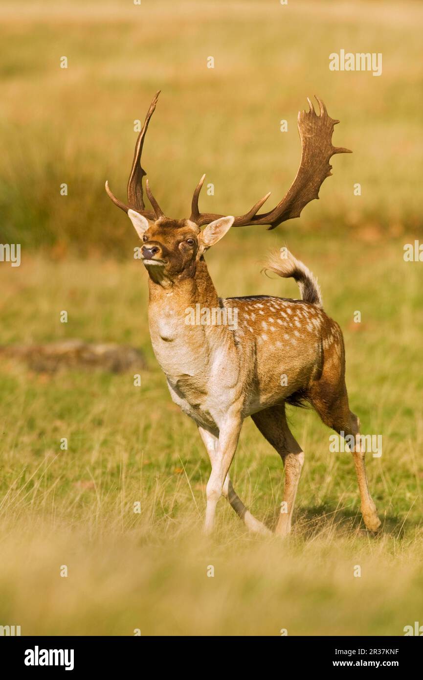 Fallow deer (Dama dama) Buck, running, during the rut, Knole Park, Kent ...