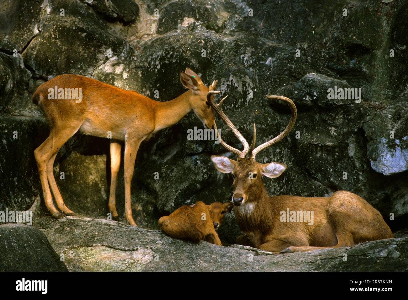 Manipur deer hi-res stock photography and images - Alamy