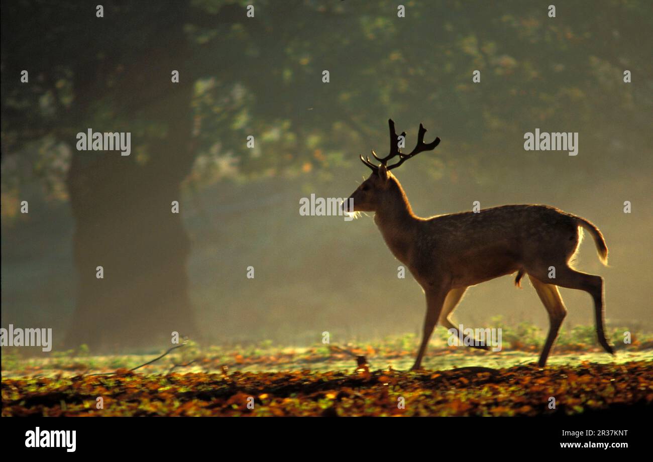 Fallow Deer (Dama dama), fallow deer Deer, ungulates, even-toed ...