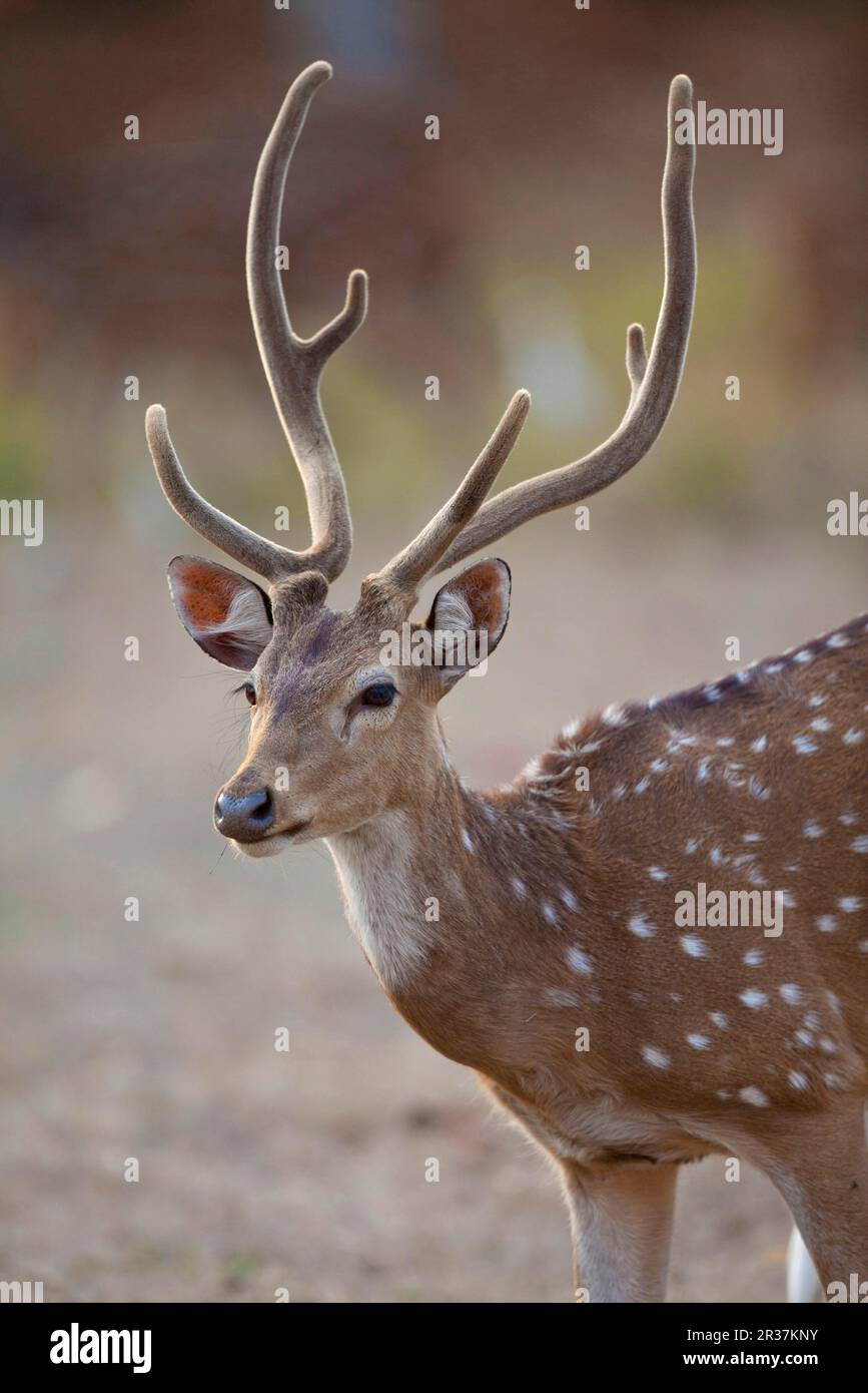 Spotted deer (axis axis), adult male, close-up of head, with velvet ...