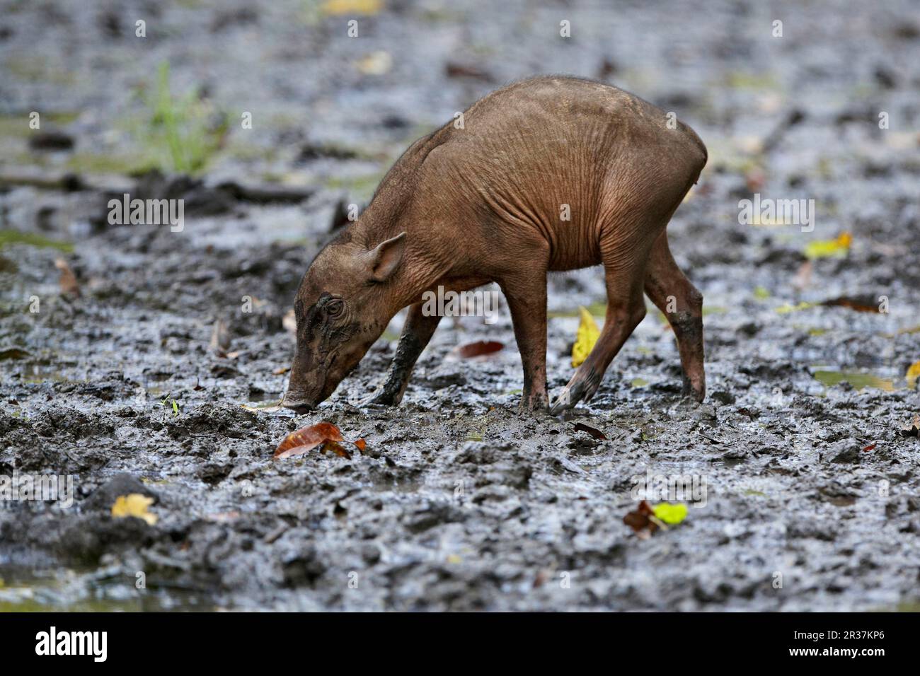 North Sulawesi north sulawesi babirusa (Babyrousa celebensis) young ...