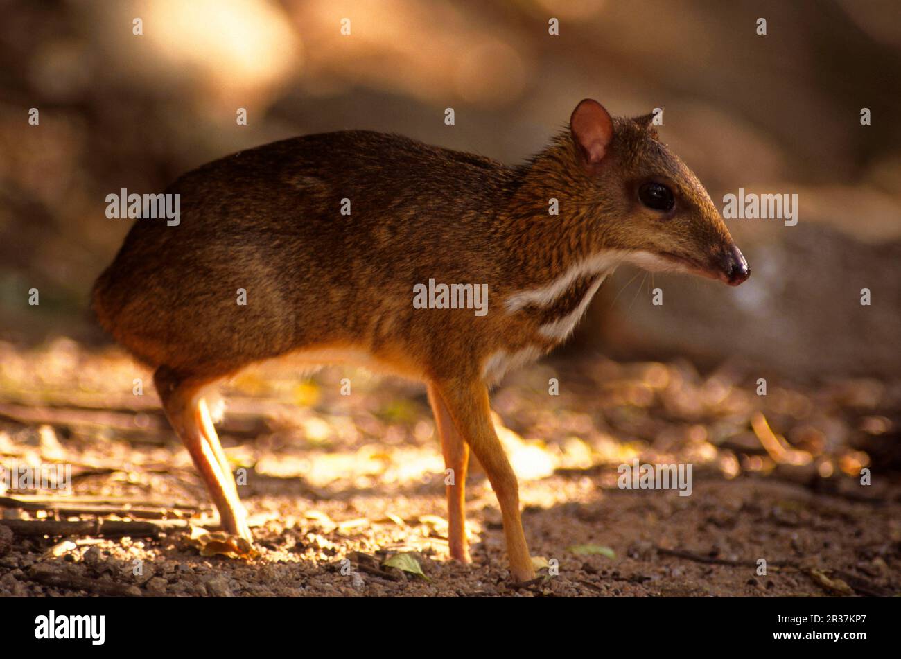 Java mouse deer (Tragulus javanicus), Lesser Malay Chevrotain ...