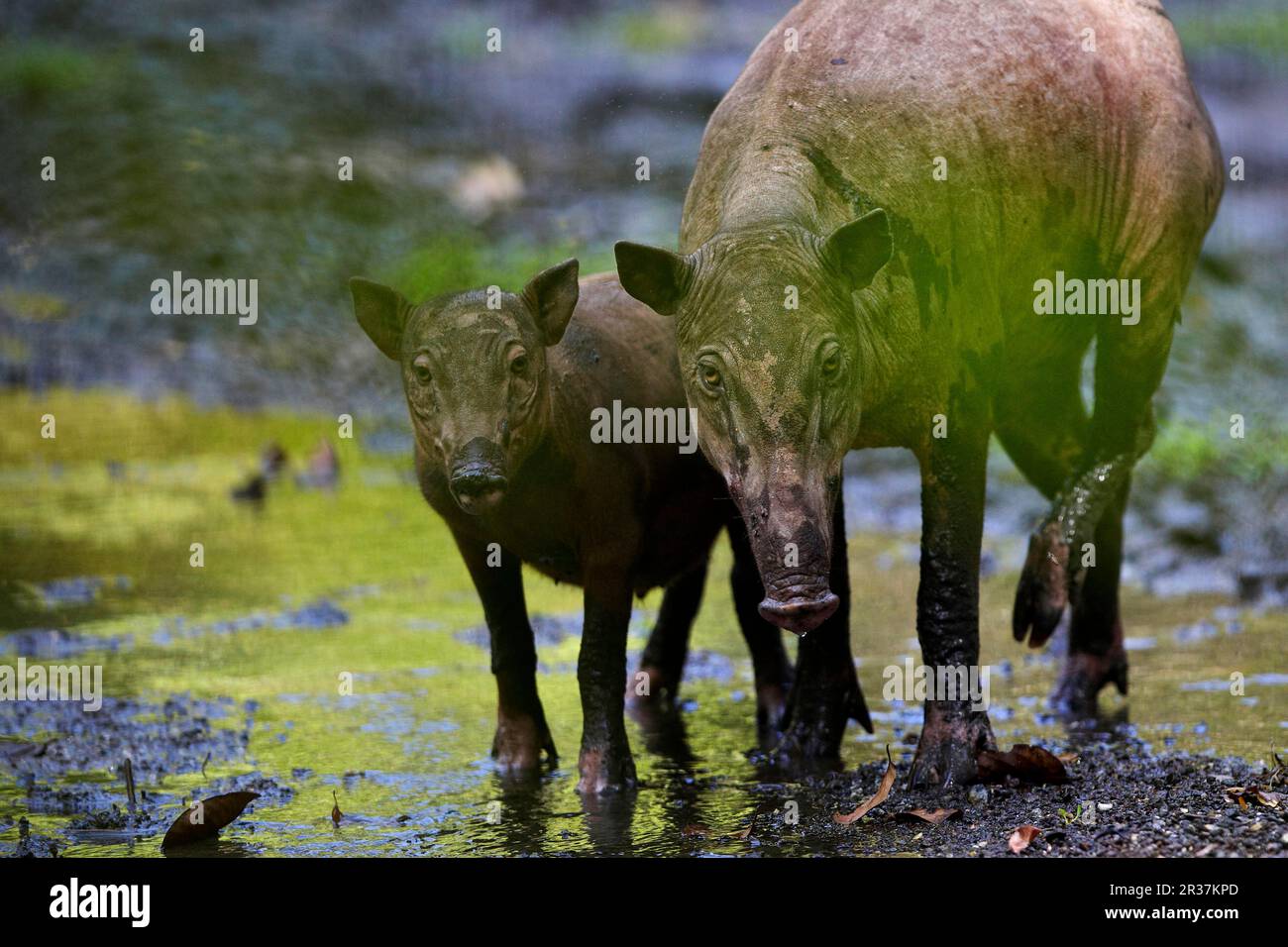 North Sulawesi north sulawesi babirusa (Babyrousa celebensis) adult ...