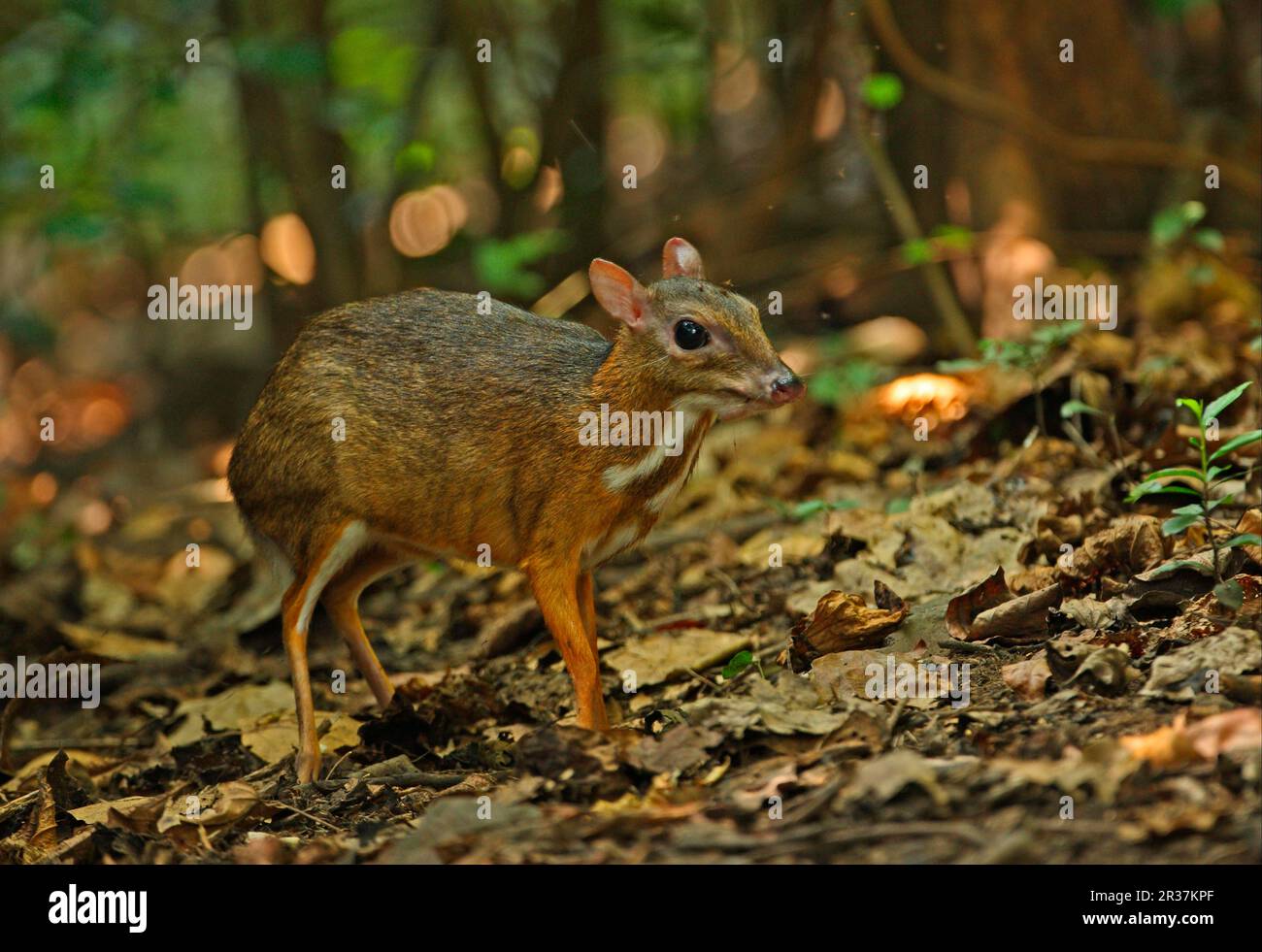 Chevrotain Pet