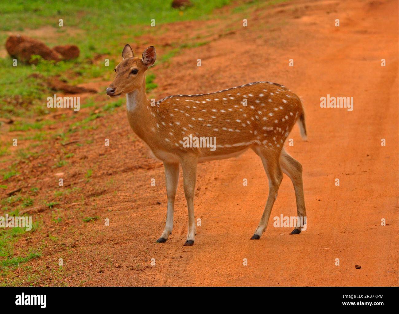 Cervus axis, axis deer, chital, deer, ungulates, even-toed ungulates ...