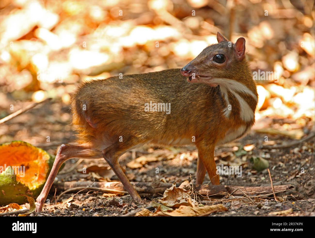 Chevrotain Teeth