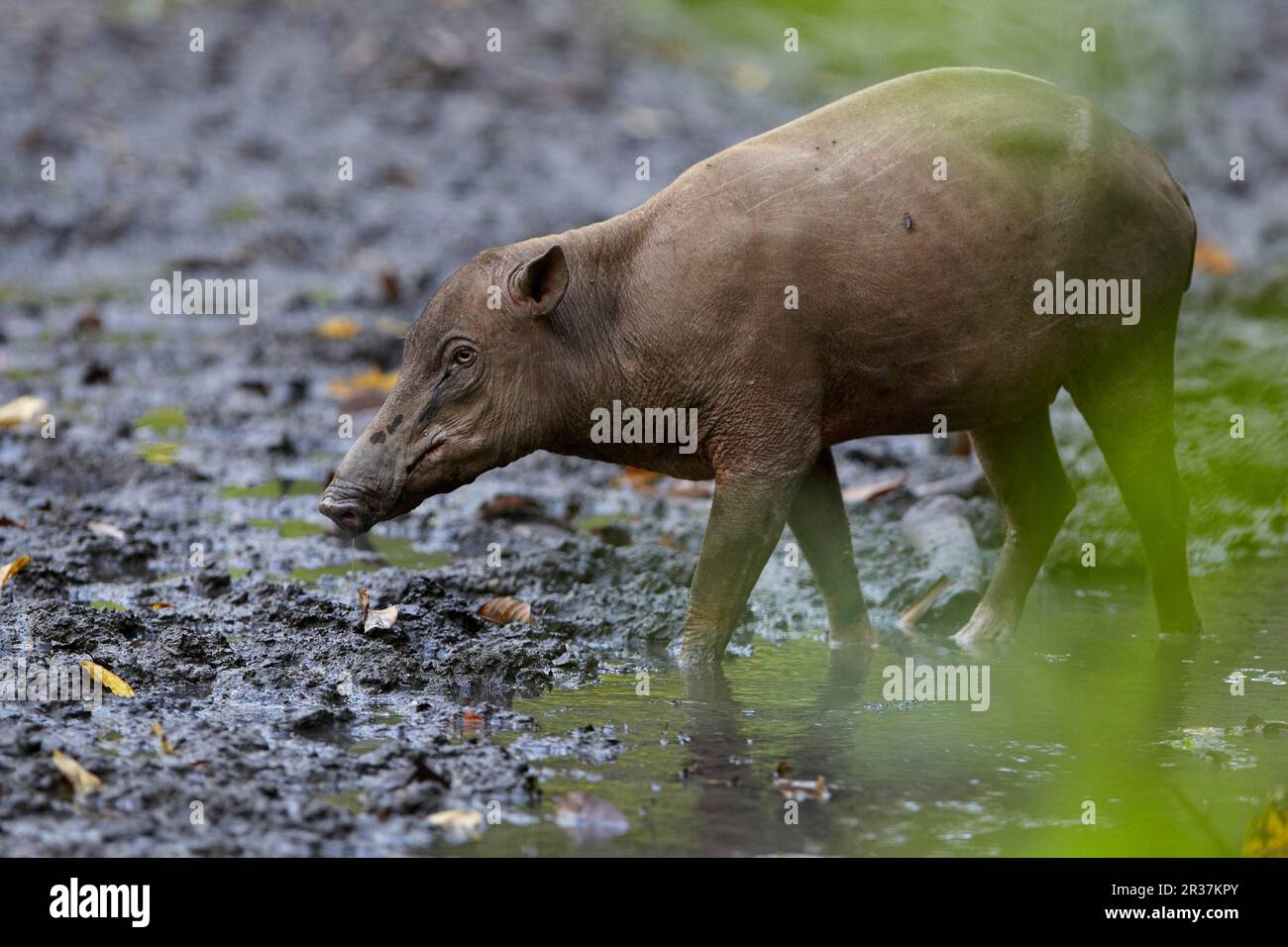 North Sulawesi north sulawesi babirusa (Babyrousa celebensis), adult ...