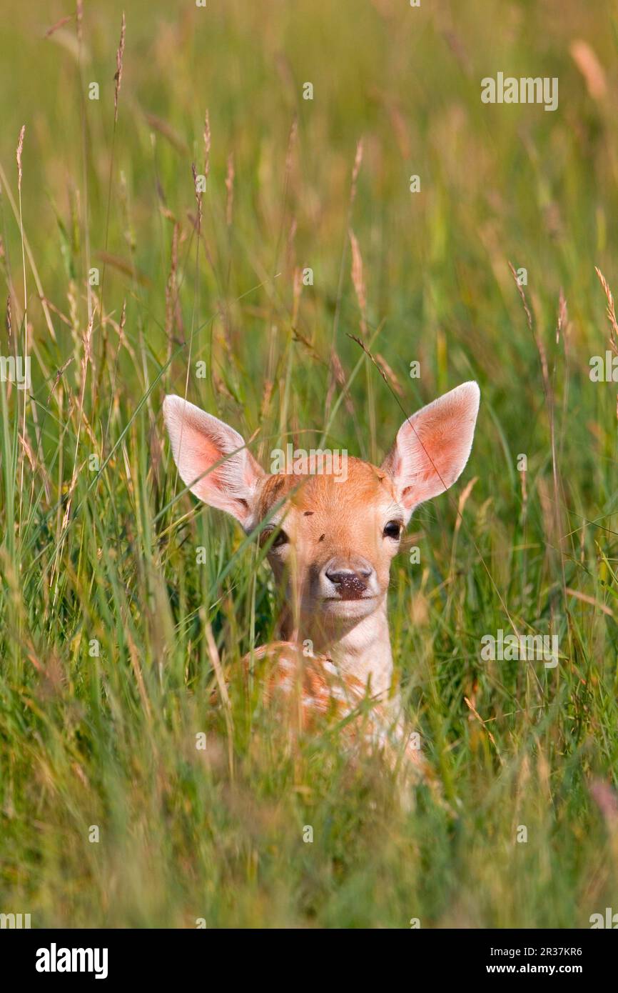 Fallow deer (Dama dama), fallow deer Deer, ungulates, even-toed ...