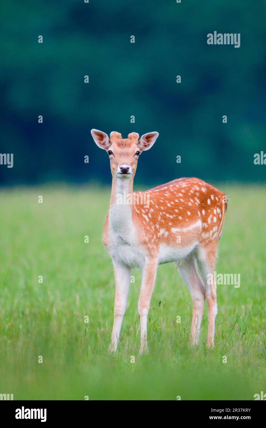 Fallow Deer (Dama dama) buck, with early antler growth, standing ...