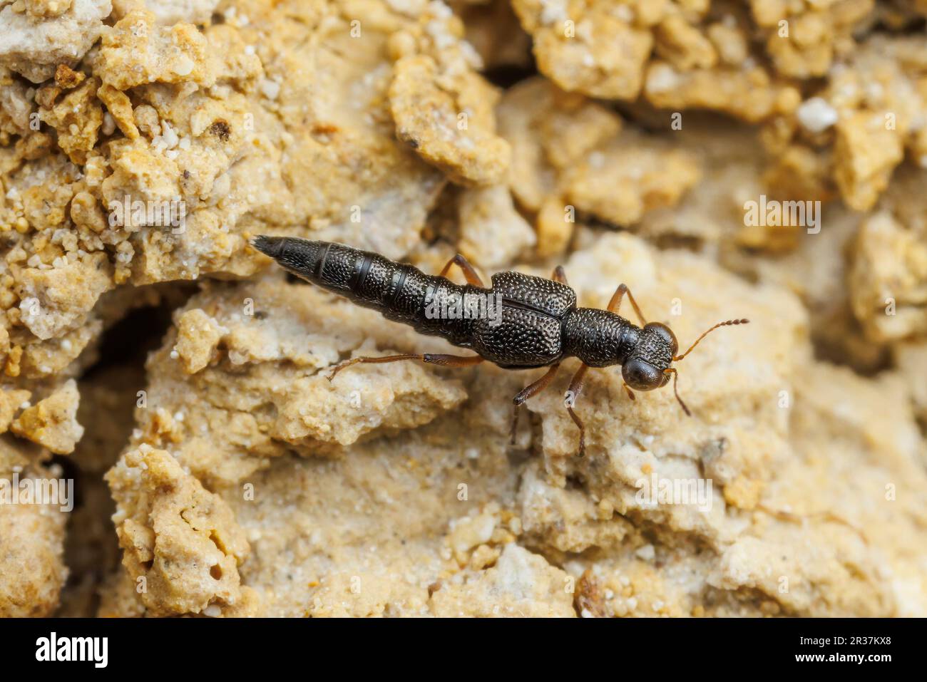 Water beetles hi-res stock photography and images - Alamy