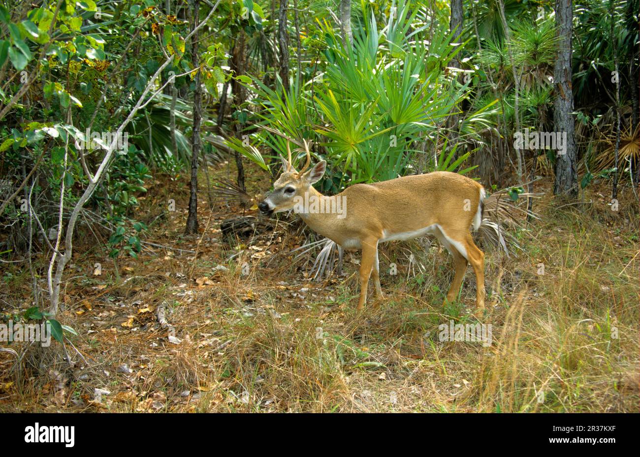 Key deer (Odocoileus virginianus clavium), key deer, deer, ungulates ...