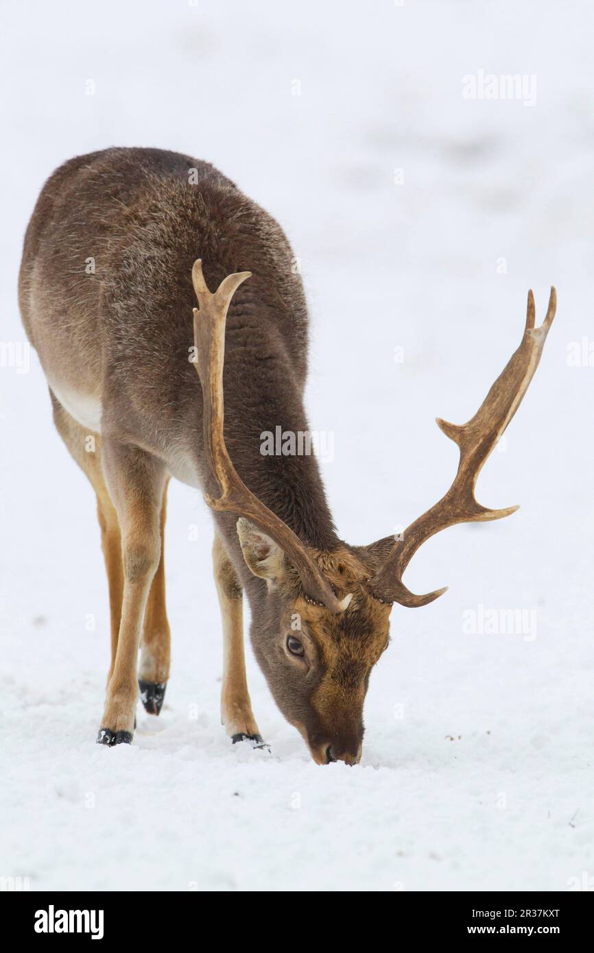 Adult buck feeding hi-res stock photography and images - Alamy