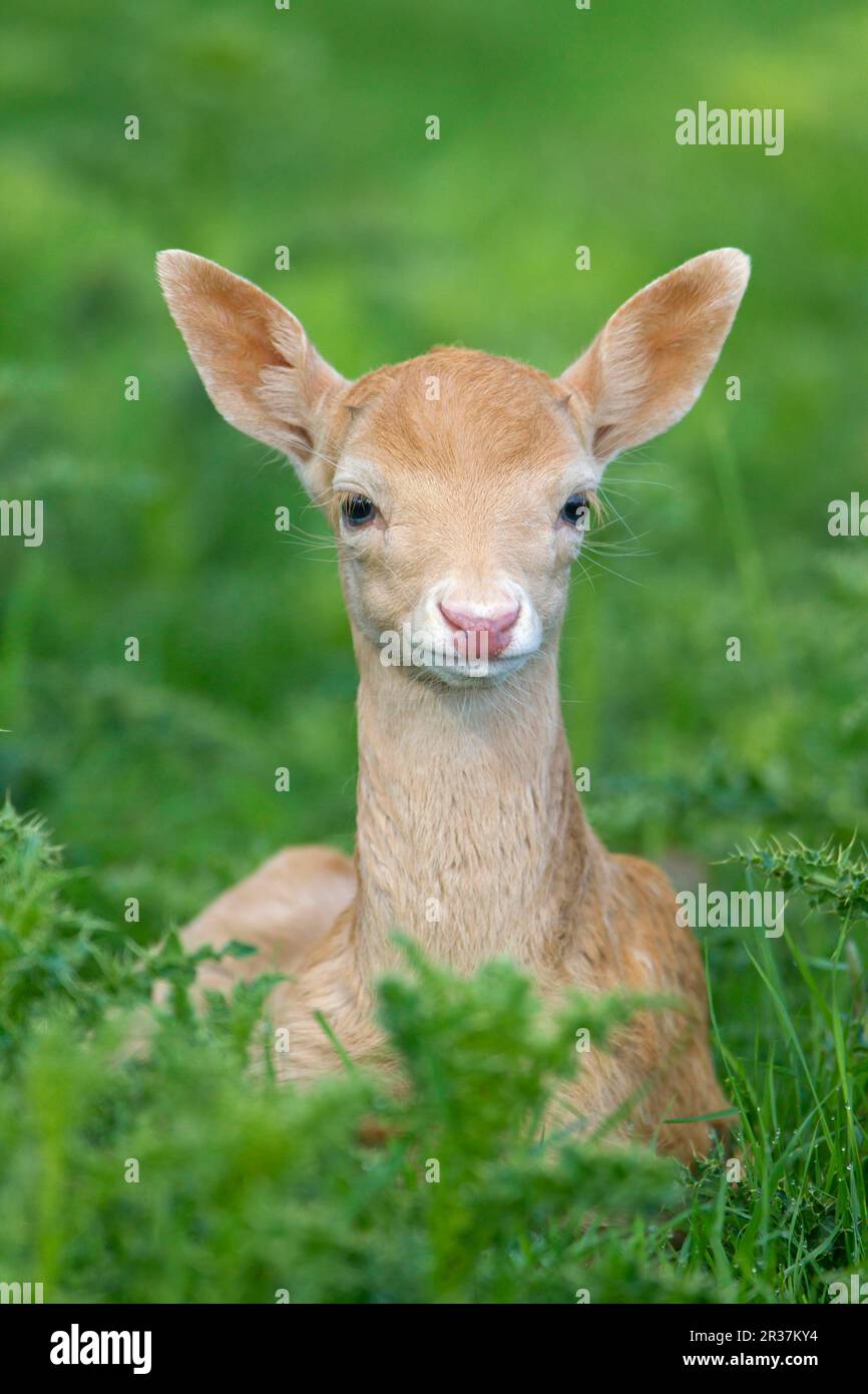 Fallow deer (Dama dama), fallow deer Deer, ungulates, mammals, animals ...