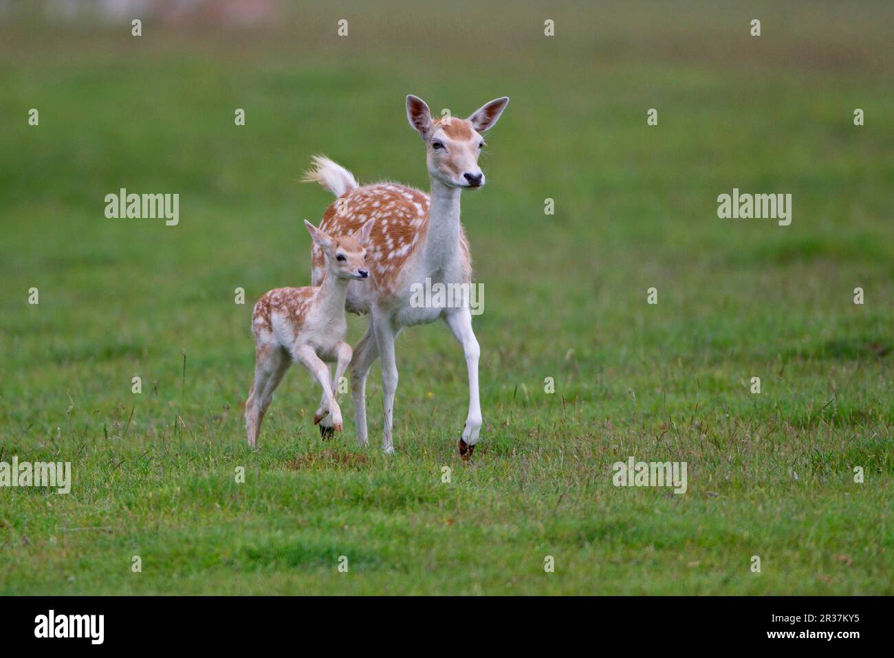 Fallow deer (Dama dama), fallow deer Deer, ungulates, mammals, animals ...