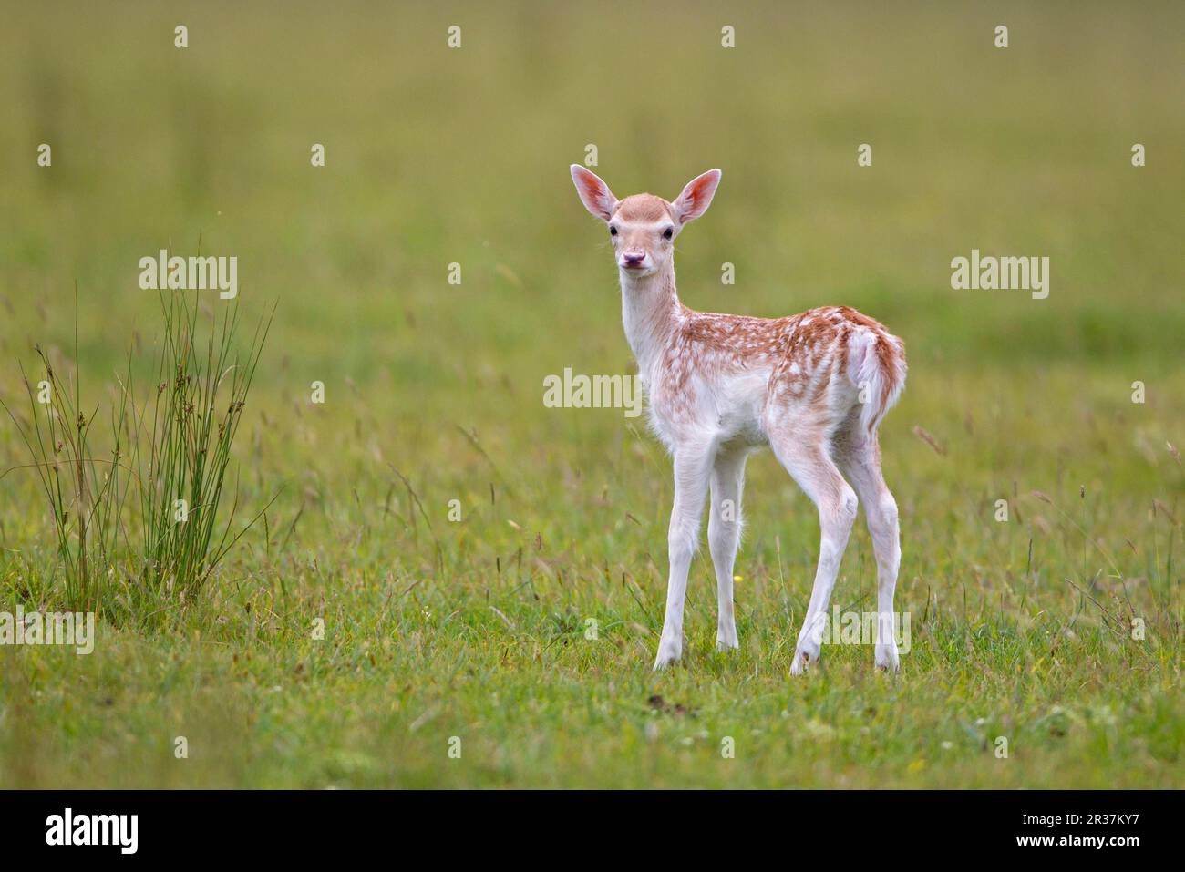 Fallow deer (Dama dama), fallow deer Deer, ungulates, mammals, animals ...