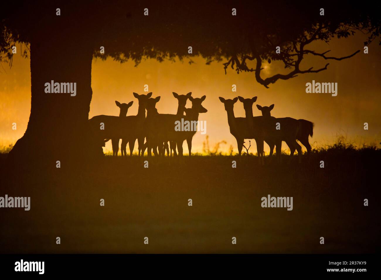 Fallow Deer (Dama dama), fallow deer Deer, ungulates, mammals, animals ...
