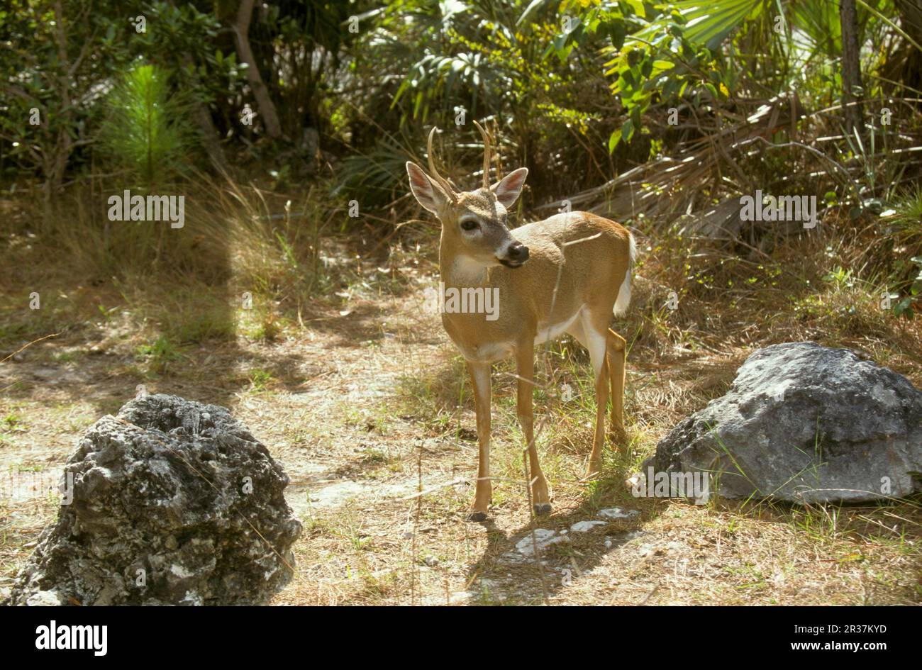 Key deer (Odocoileus virginianus clavium), key deer, deer, ungulates ...