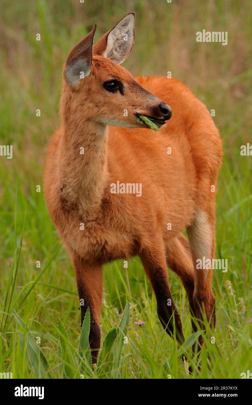 Marsh deer, swamp deer hi-res stock photography and images - Alamy