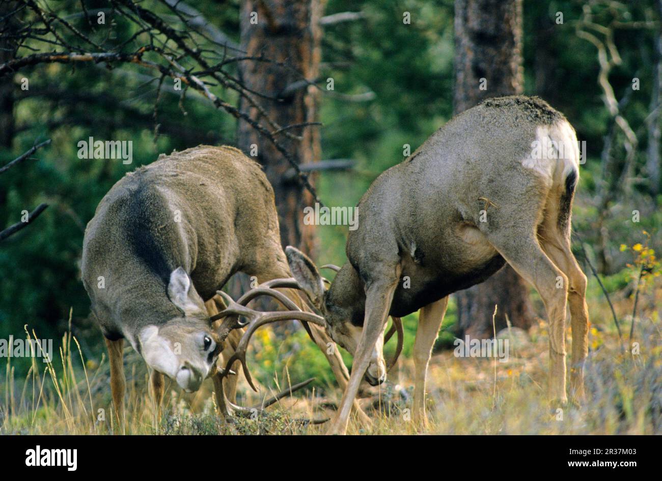 Mule Deer (Odocoileus hemionus) adult males, fighting, Alaska (U.) S. A ...