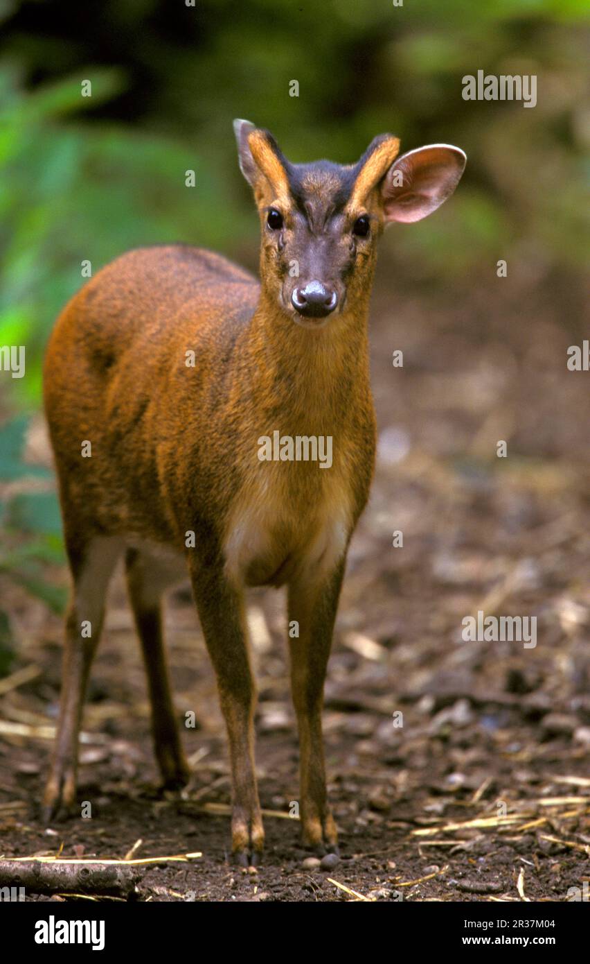 Chinese chinese muntjac (Muntiacus reevesi) Male standing, front view ...