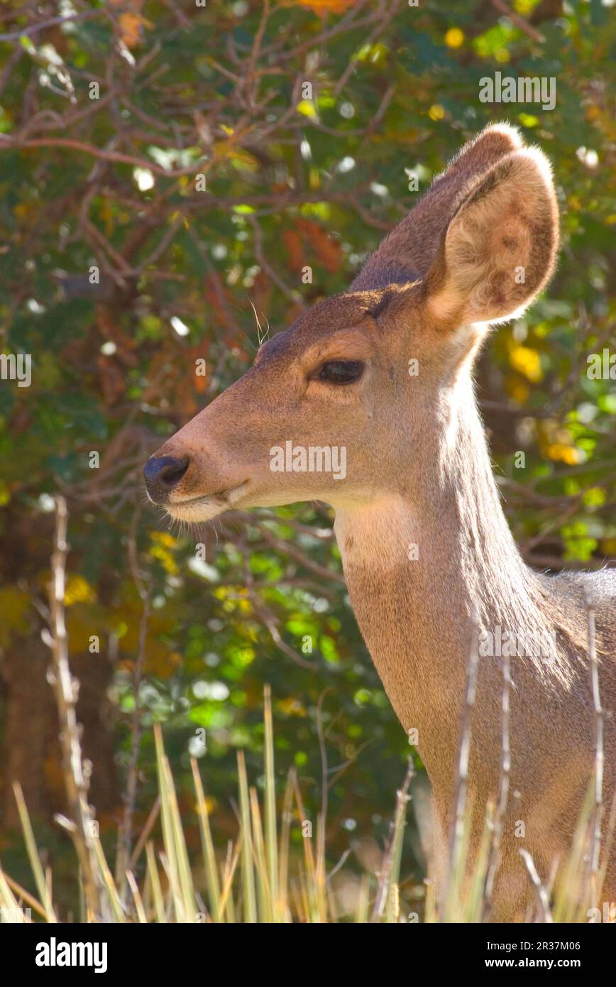 Mule Deer (Odocoileus hemionus) female, head, ears Stock Photo - Alamy