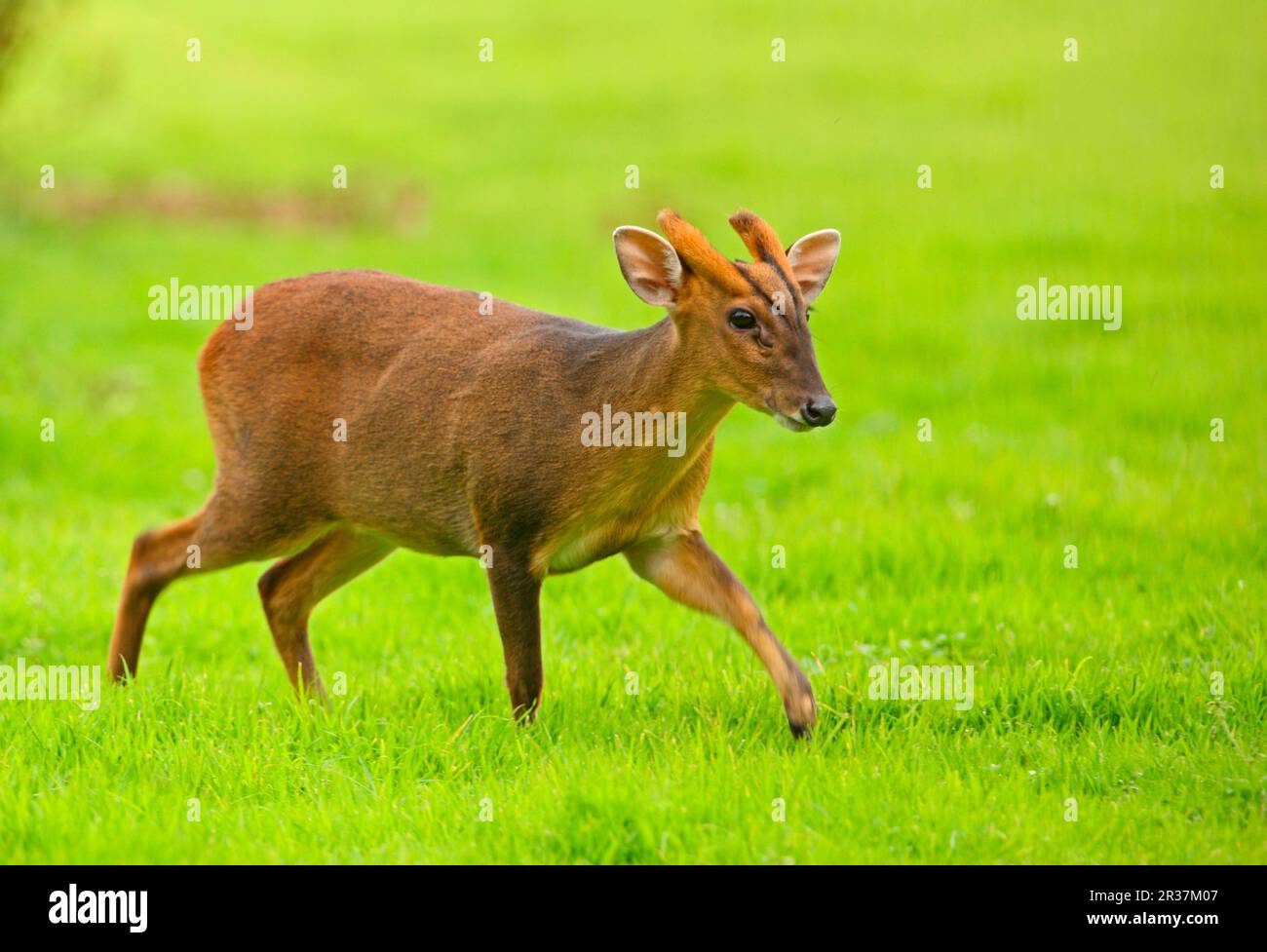 Chinese chinese muntjac (Muntiacus reevesi) introduced species ...