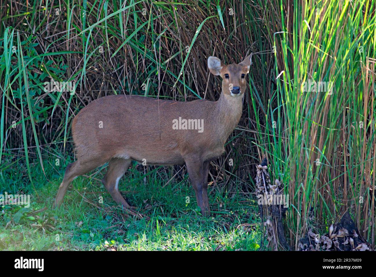 Hog Deer (Axis porcinus) adult female, standing beside long grass ...