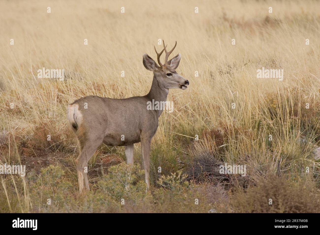 Mule Deer (Odocoileus hemionus), mule deer, Big Eared Deer, Big Eared ...