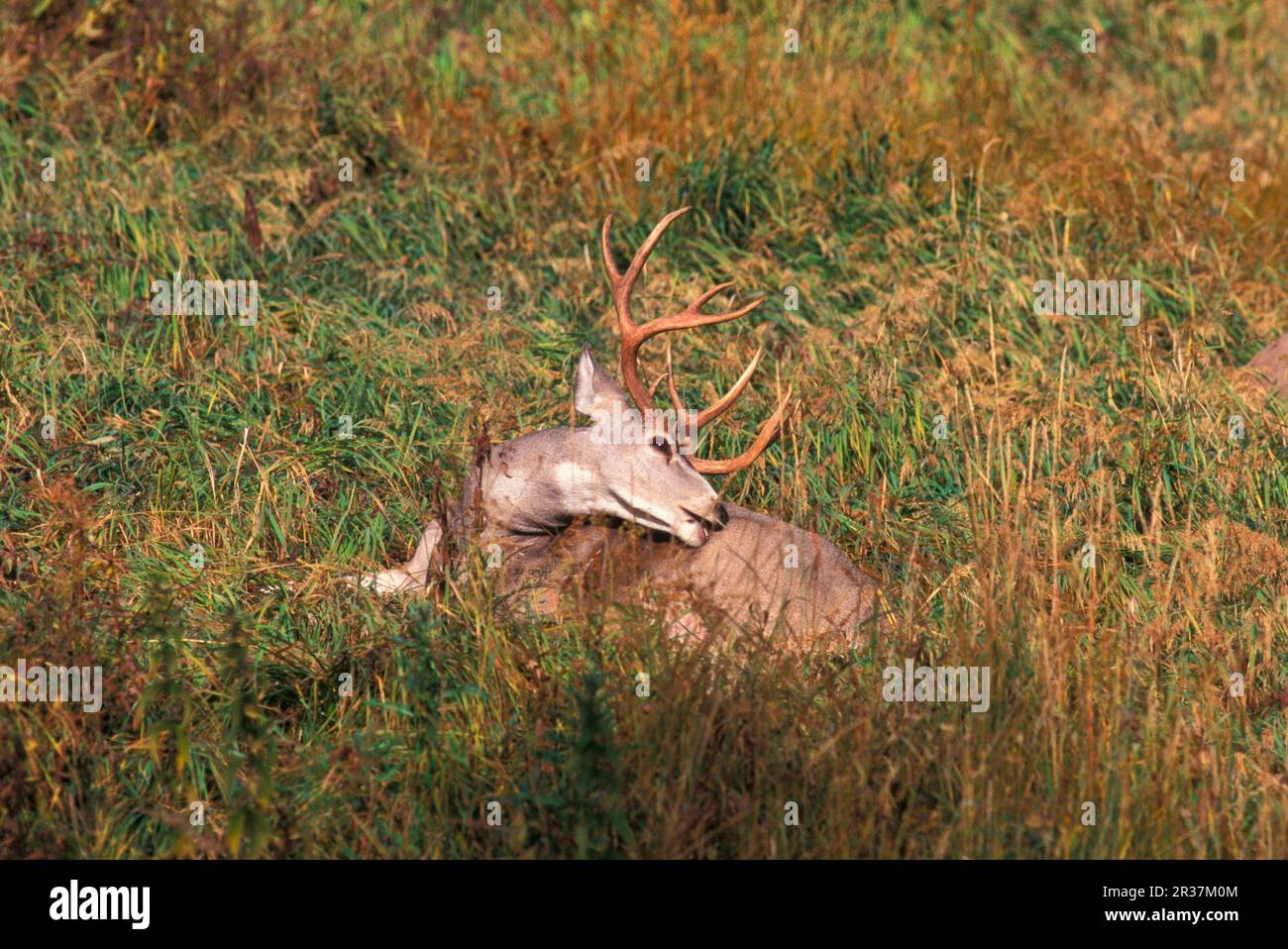 Mule Deer (Odocoileus hemionus), mule deer, Big Eared Deer, Big Eared ...