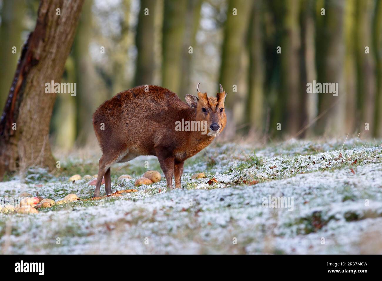 Chinese Muntjac (Muntiacus reevesi) introduced species, adult male ...