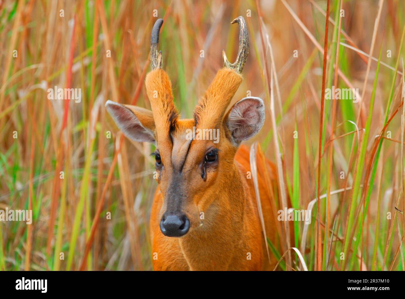 Indian Muntjac (Muntiacus muntjak) adult male, close-up of head, in ...