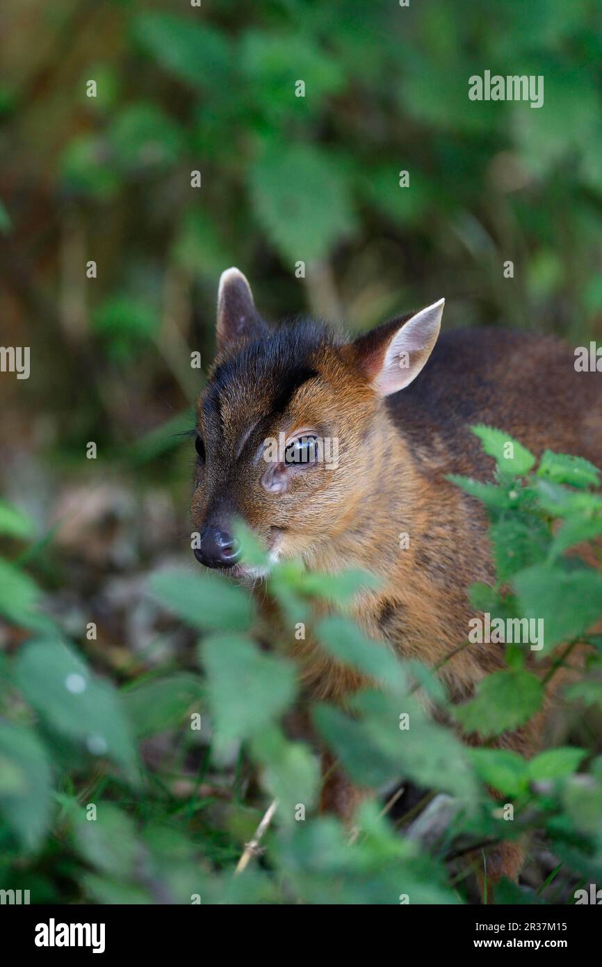 Chinese Muntjac (Muntiacus reevesi) young, standing amongst nettles ...