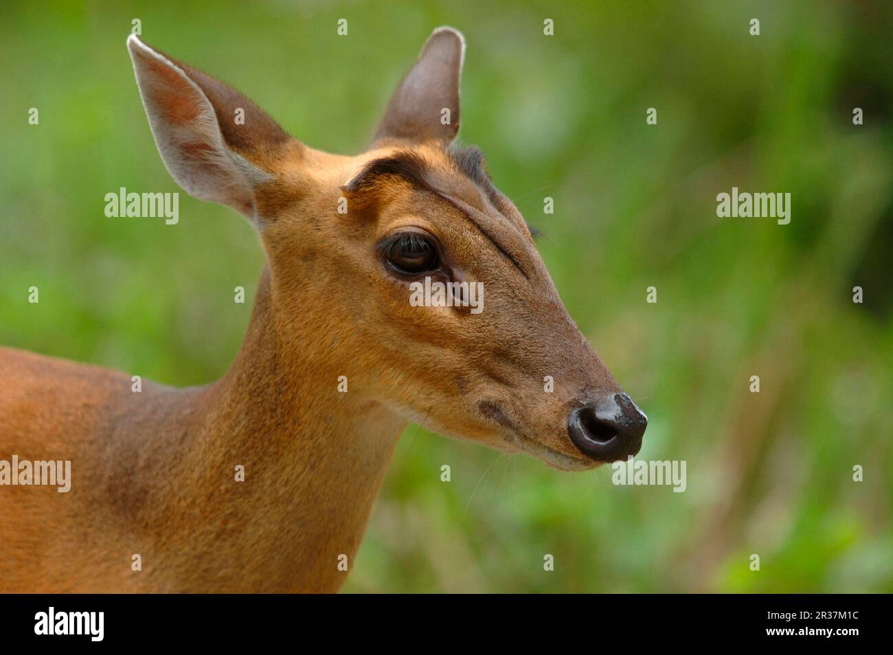 Indian Muntjac (Muntiacus muntjak) adult, close-up of head, in monsoon ...