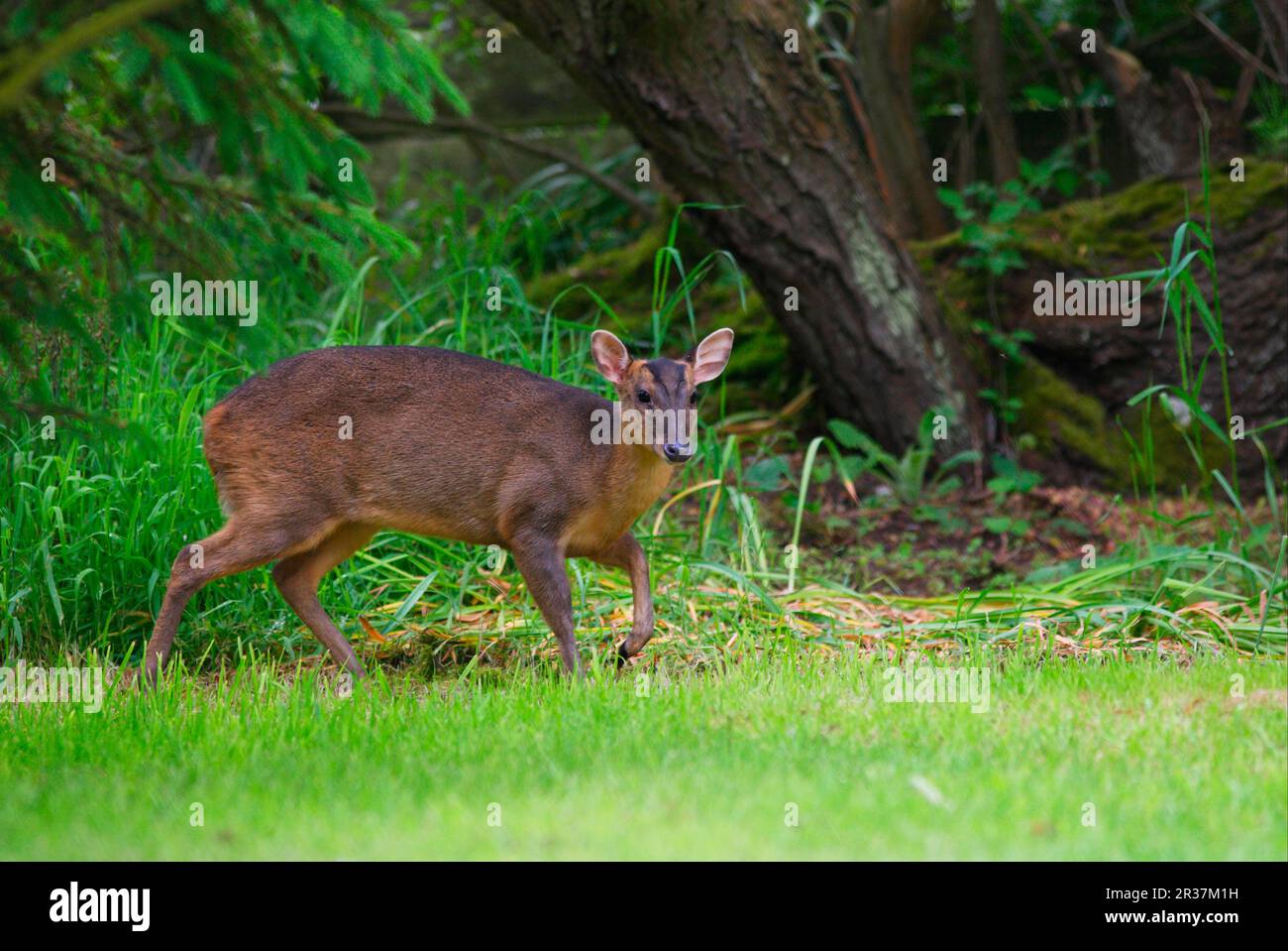Dwarf muntjacs hi-res stock photography and images - Alamy