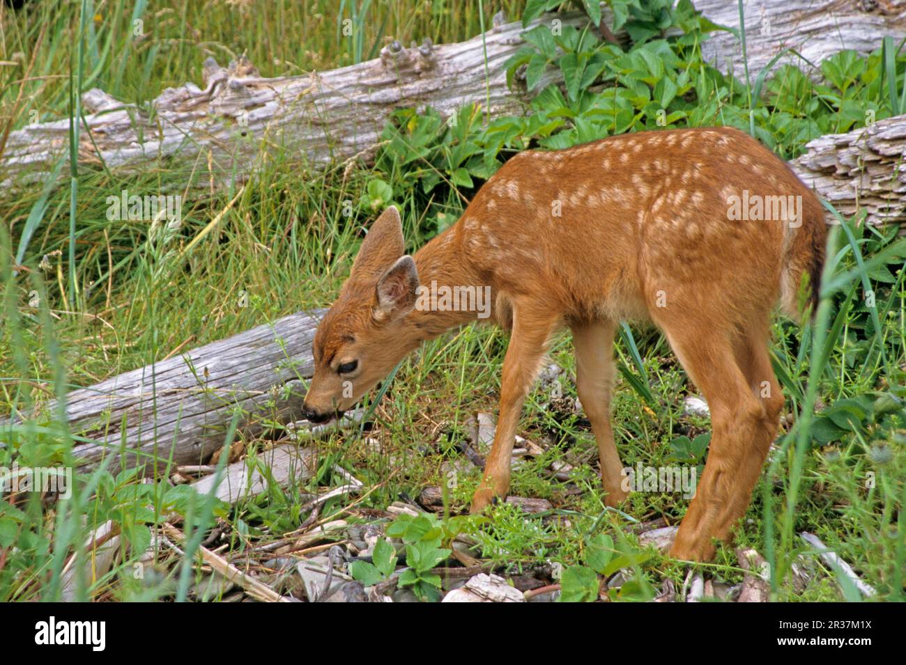 Mule Deer (Odocoileus hemionus) fawn, Sand Point, Olympic N. P ...