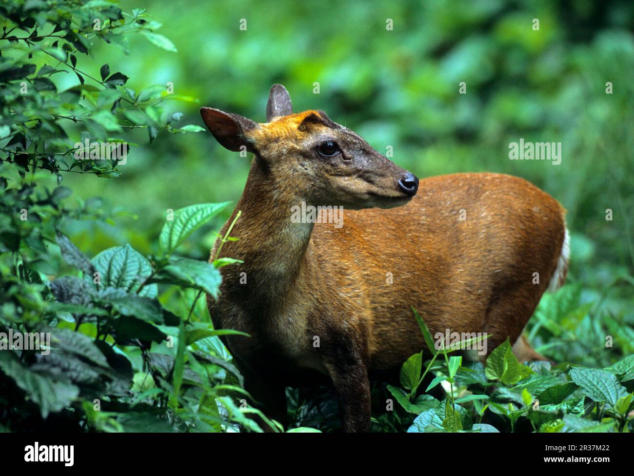 Indian muntjac, Indian Muntjacs (Muntiacus muntjak), Deer, Ungulates ...