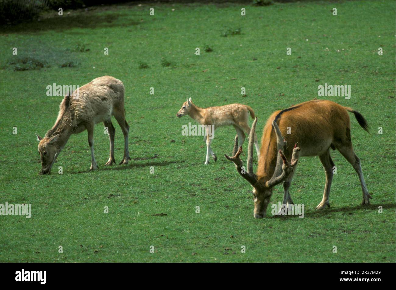 David's deer, Milu, pere david's deers (Elaphurus davidianus), Milus ...
