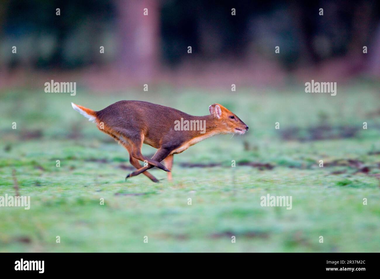 Dwarf muntjacs hi-res stock photography and images - Alamy