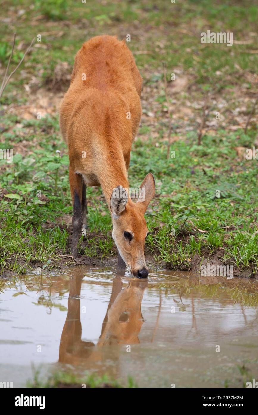 Marsh deer (Blastocerus dichotomus), Marsh Deer, Deer, Ungulates, Even ...